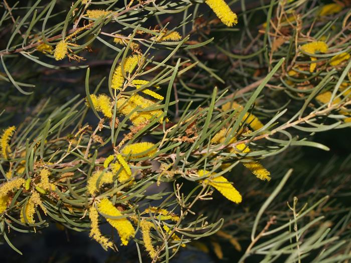 Fodder Trees | Feeding Livestock